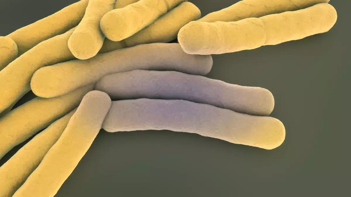 what shape is tuberculosis bacteria