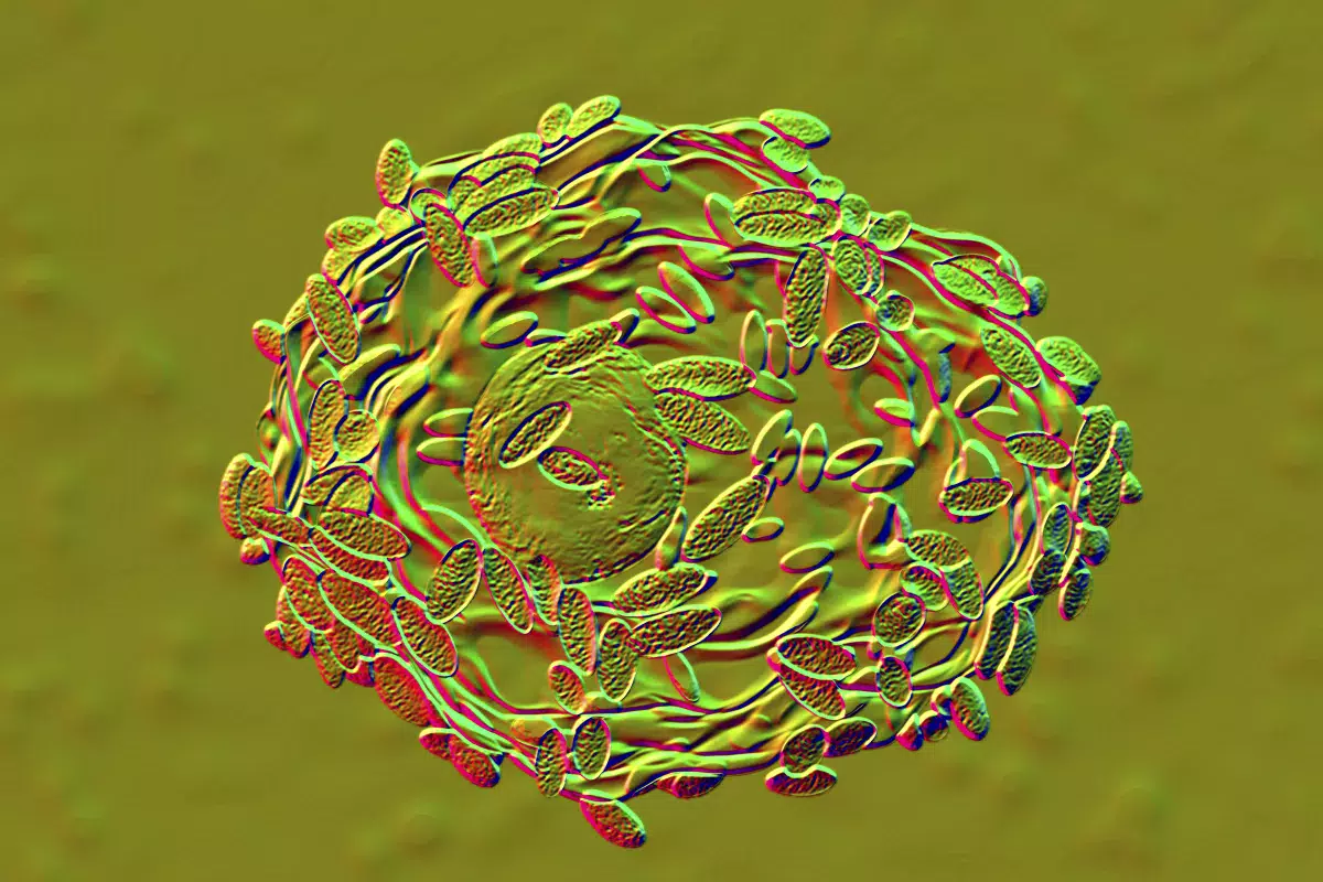 Urogenital microbiota: the spectrum of mycosis or urinary tract ...
