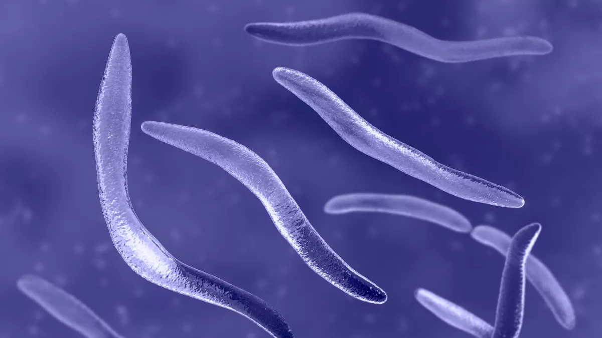 Fusobacterium to blame for endometriosis? | Content for health ...