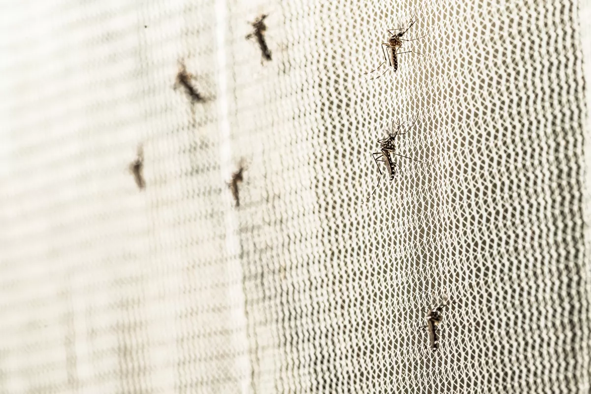 Dengue et Zika : protéger le moustique pour protéger l’homme | Contenus ...